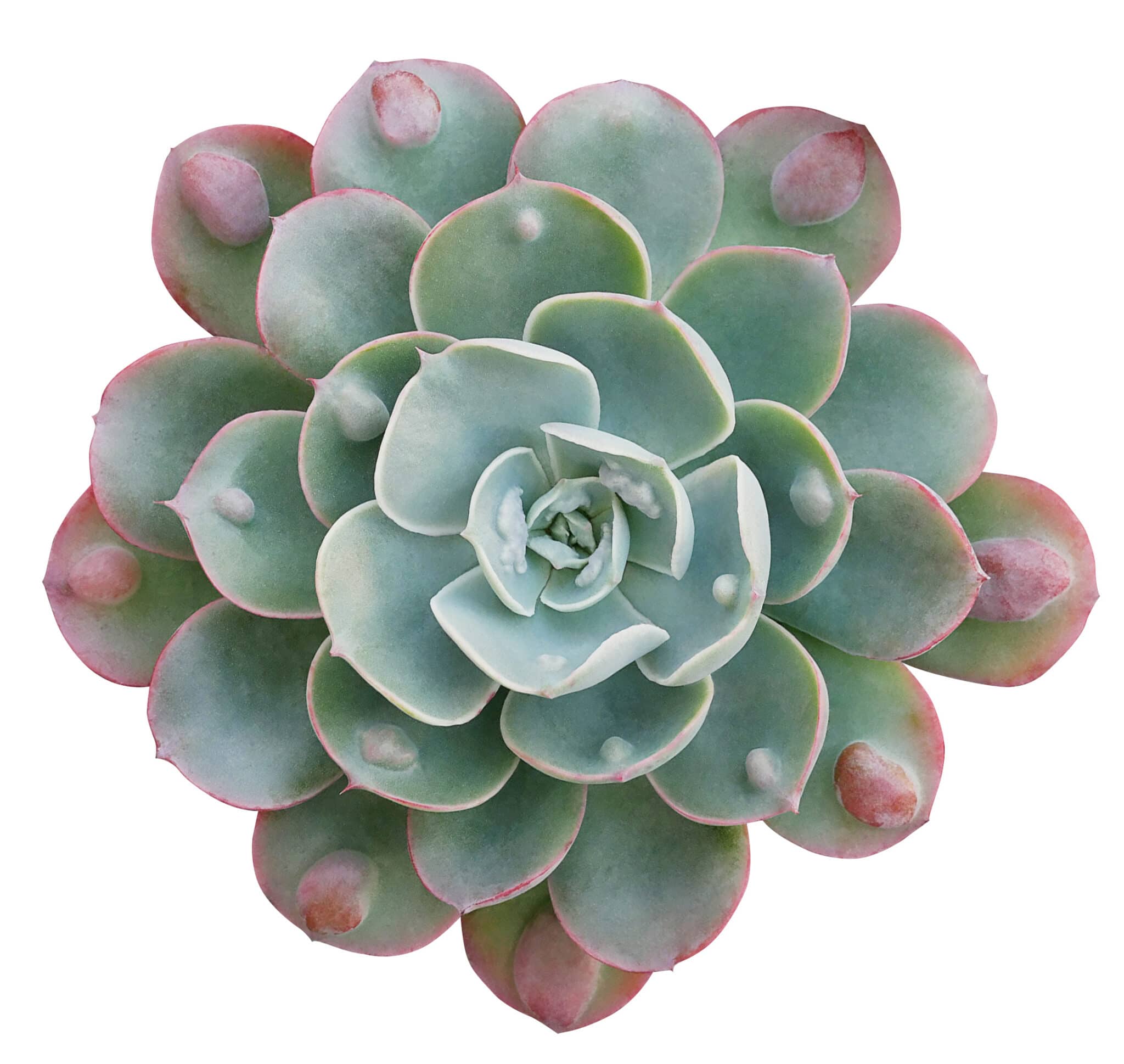 15 Awesome Echeveria Types (With Pictures) | Just Houseplants