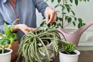 How to Fertilize Succulents: The Ultimate Guide | Just Houseplants