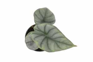 22 Awesome Alocasia Varieties (Species Guide) | Just Houseplants