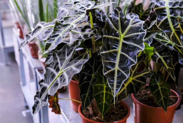 22 Awesome Alocasia Varieties (Species Guide) | Just Houseplants