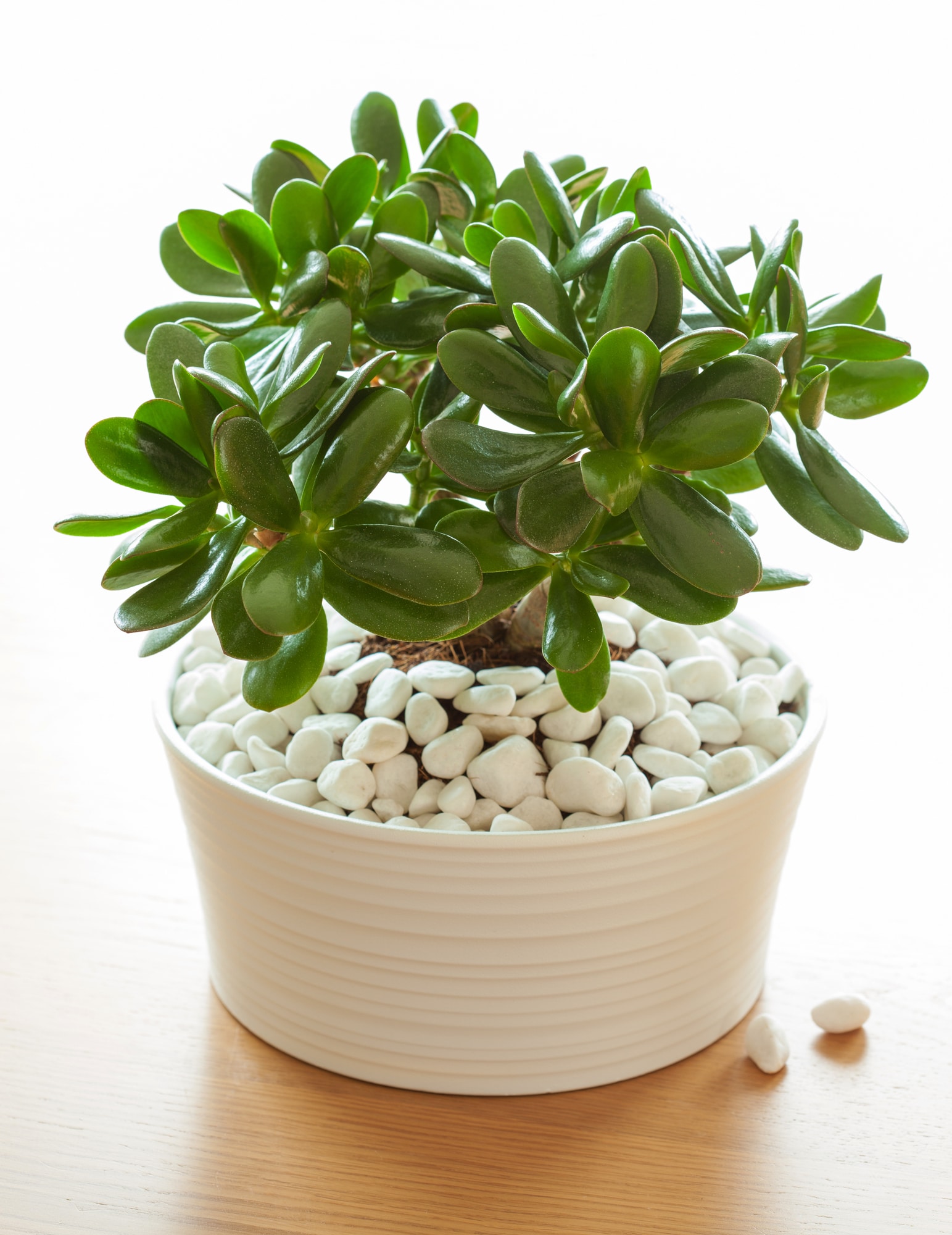 A-Z List of Common Houseplants (With Pictures) | Just Houseplants