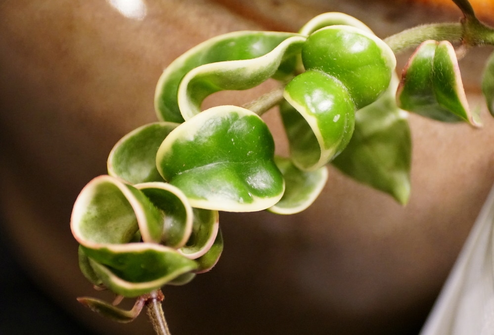 25 Stunning Indoor Hanging Plants (Species Guide) | Just Houseplants