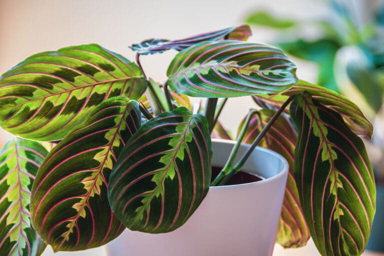 25 Stunning Indoor Hanging Plants (Species Guide) | Just Houseplants