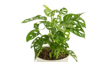 14 Magnificent Monstera Varieties | Just Houseplants