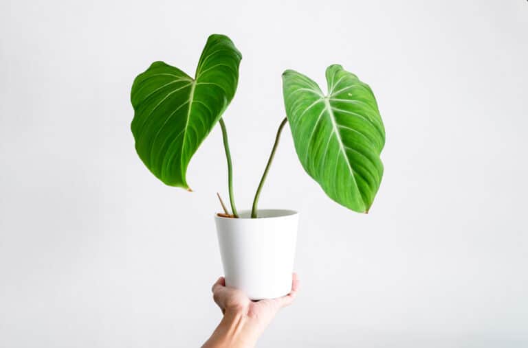 30 Awesome Philodendron Varieties (With Pictures) | Just Houseplants