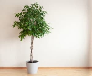 25 Beautiful Indoor Trees to Keep in Your Home (With Pictures)
