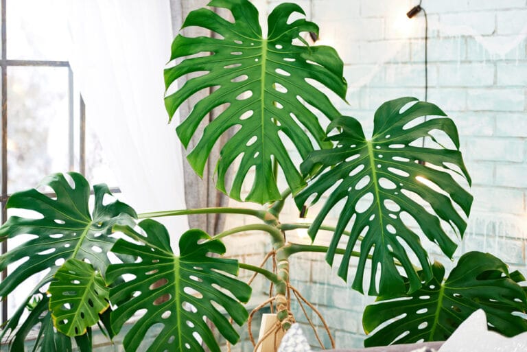 15 Types of Monstera Varieties (With Pictures) | Just Houseplants