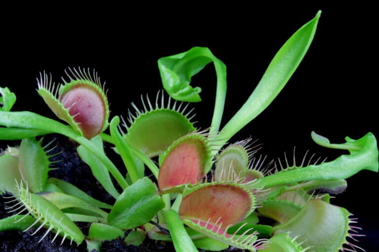 15 Types of Carnivorous Plants That You Can Keep Indoors