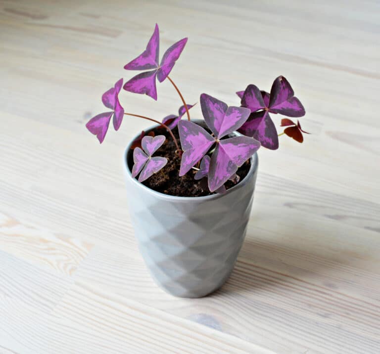 Oxalis Triangularis Care Guide (Purple Shamrock) | Just Houseplants