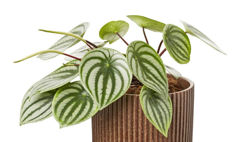 17 Small Houseplants for Tiny Spaces | Just Houseplants