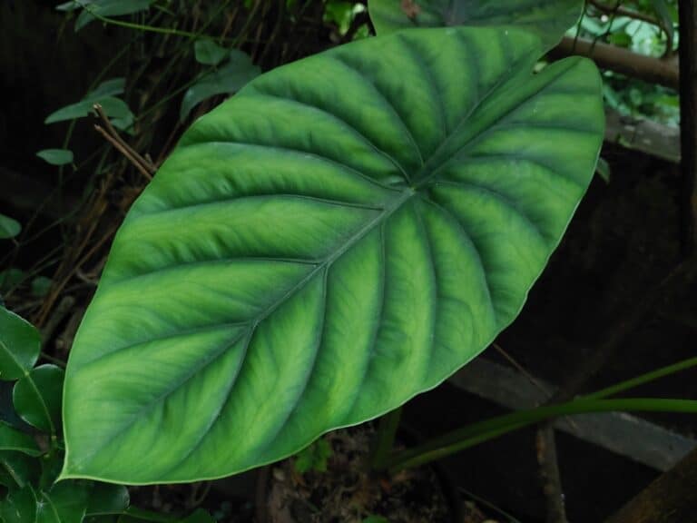 Alocasia vs Colocasia: Similarities & Differences of These Elephant Ears