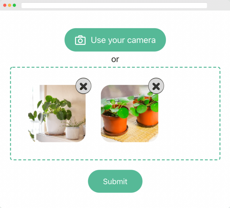 Houseplant Identification Tool - Identify Plants With Photos