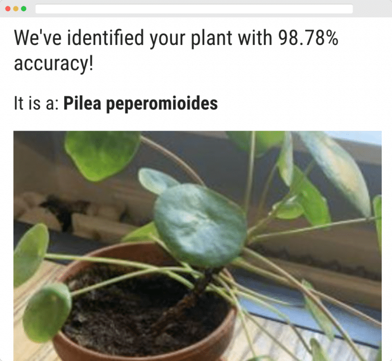 Houseplant Identification Tool - Identify Plants With Photos