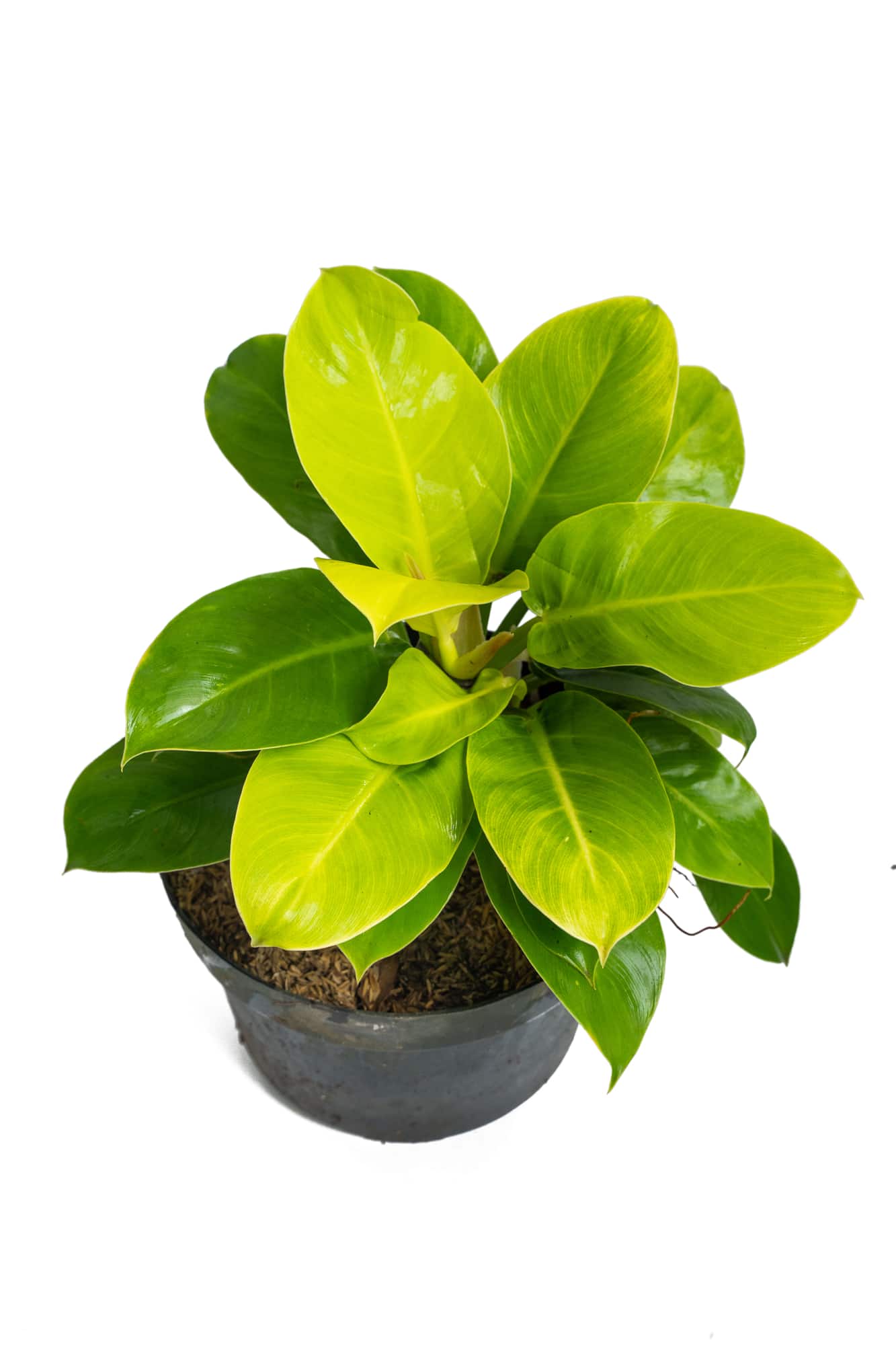 30 Awesome Philodendron Varieties (With Pictures) | Just Houseplants