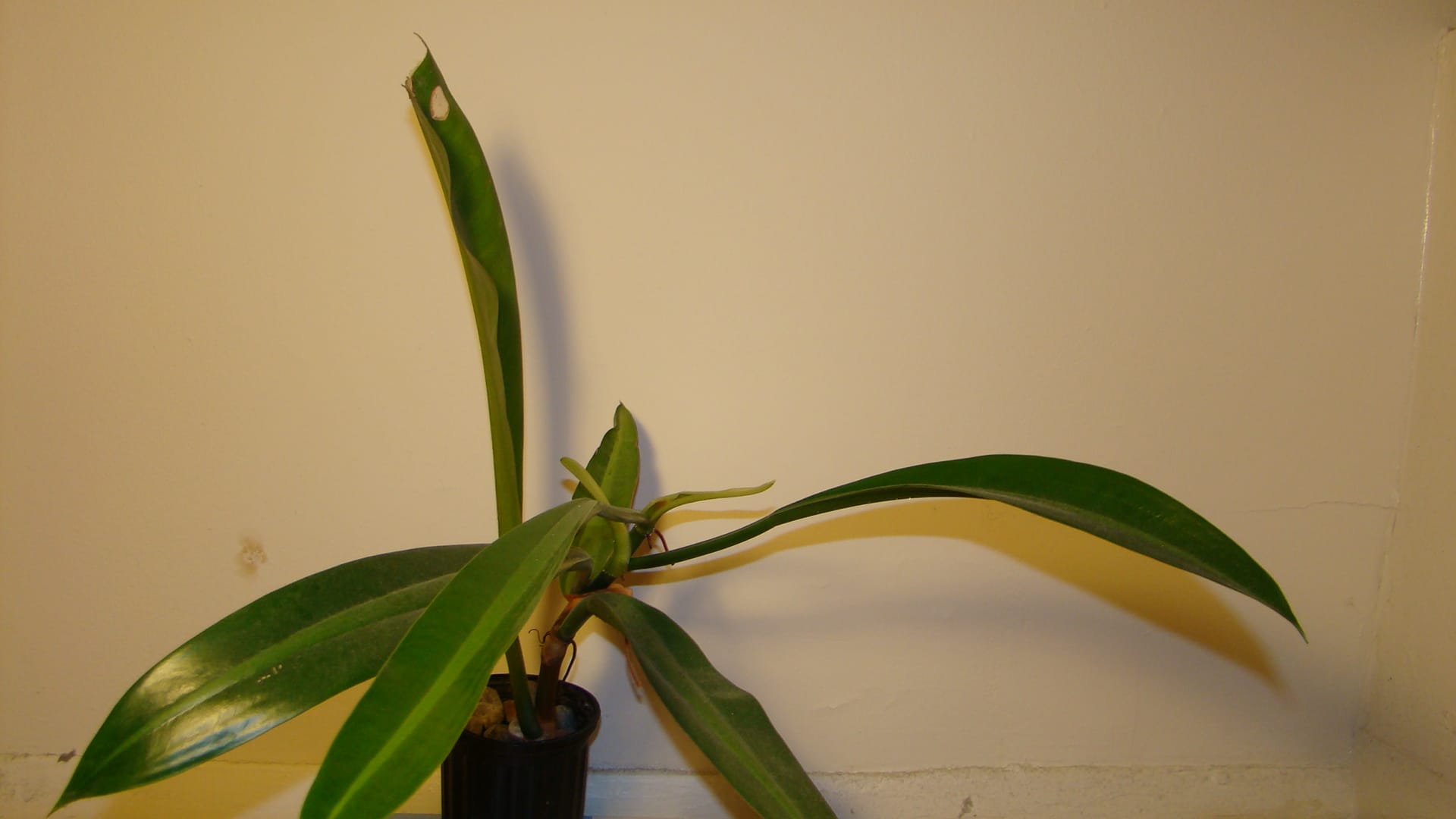 30 Awesome Philodendron Varieties (With Pictures) | Just Houseplants