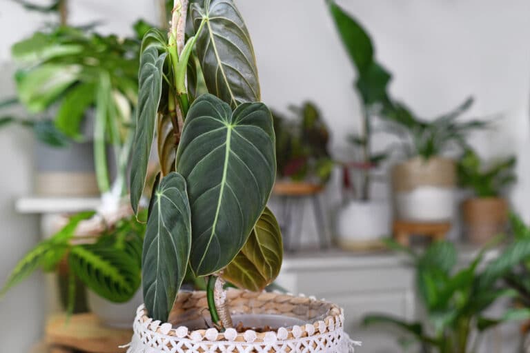 30 Awesome Philodendron Varieties (With Pictures) | Just Houseplants