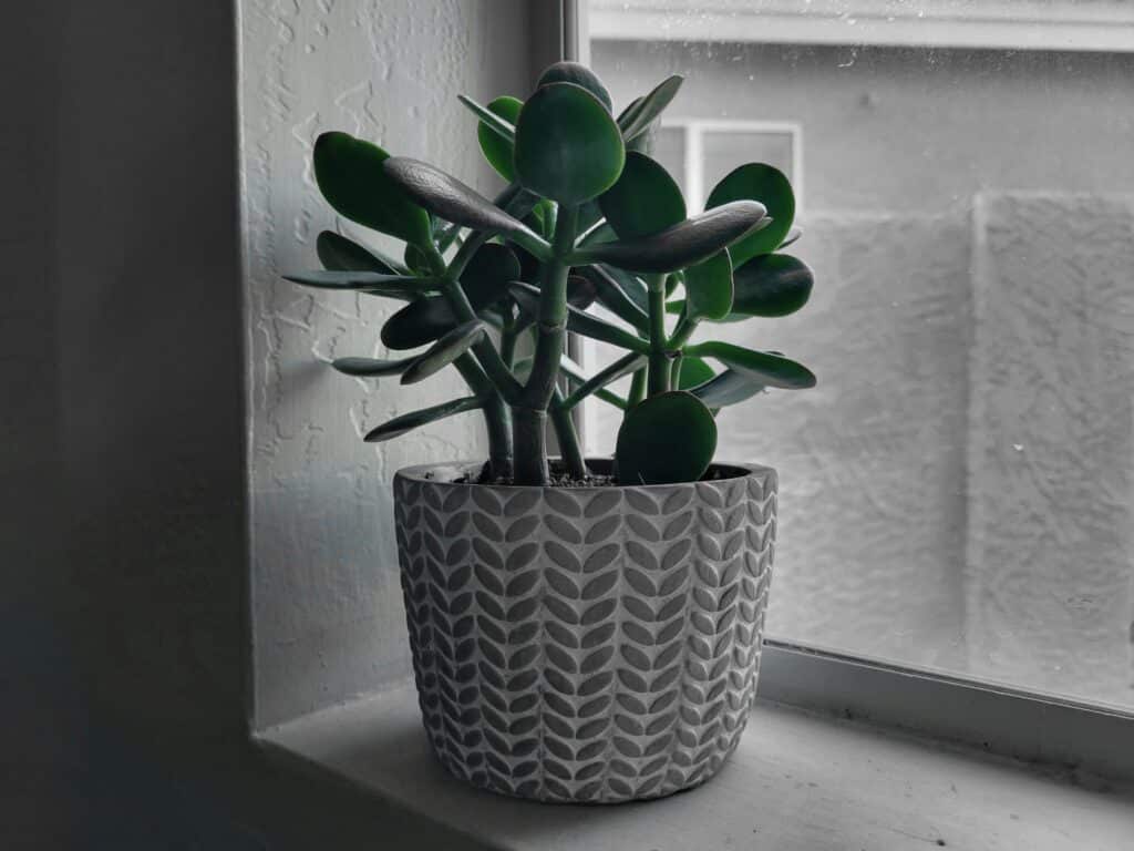 Houseplant Identification Tool - Identify Plants With Photos