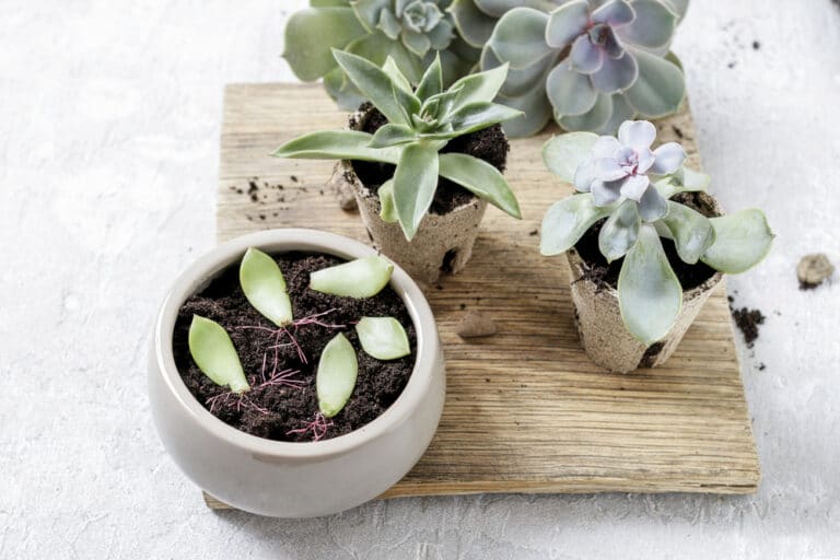 How to Plant Succulents (Step-by-Step With Pictures)