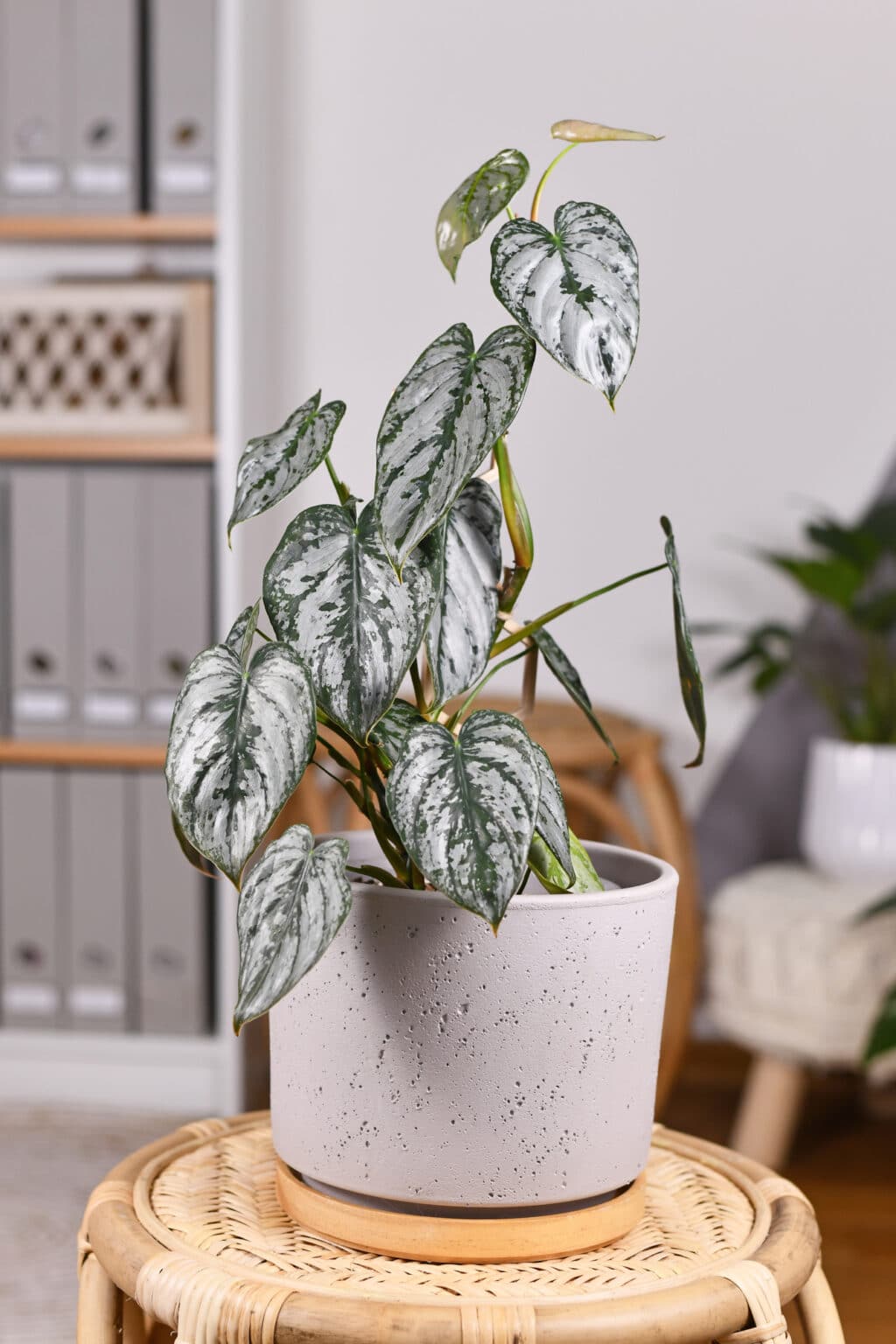 Philodendron Brandtianum Care Guide | Just Houseplants