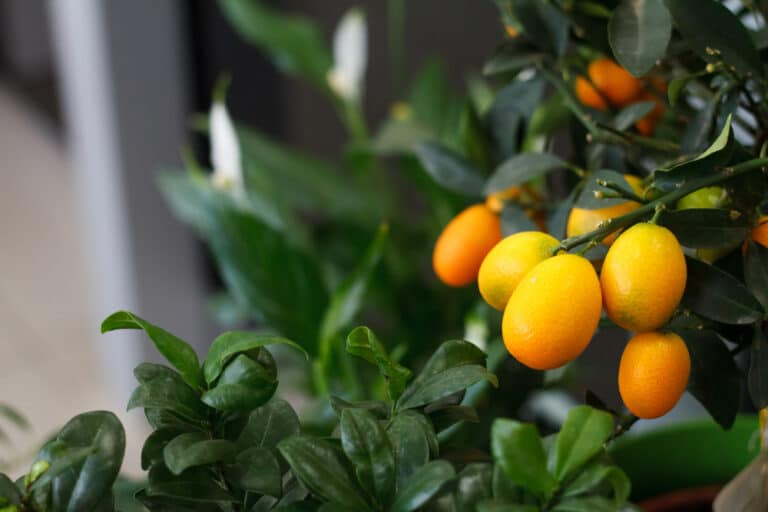 10 Indoor Fruit Trees That You Can Keep at Home | Just Houseplants