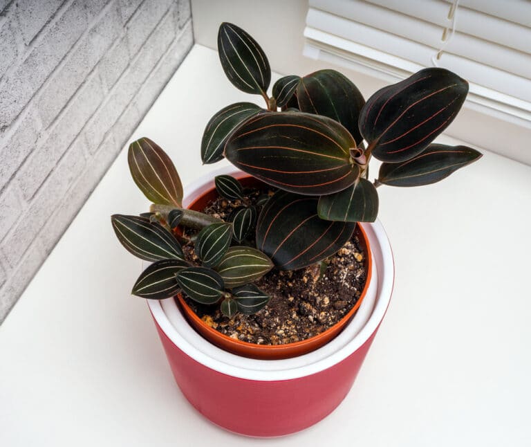 Jewel Orchid Care Guide (Ludisia Discolor) | Just Houseplants