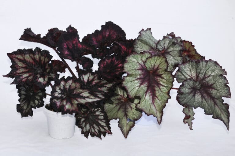 Rex Begonia Care Guide | Just Houseplants