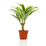 Dracaena Fragrans Care Guide (Corn Plant) | Just Houseplants