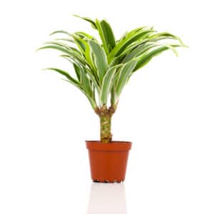 Dracaena Fragrans Care Guide (Corn Plant) | Just Houseplants