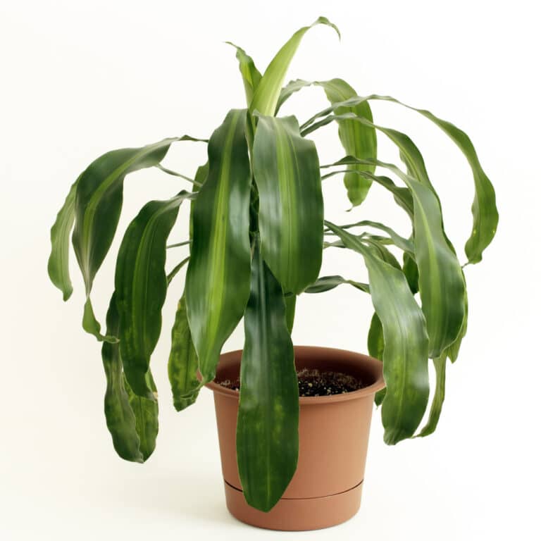 Dracaena Fragrans Care Guide (Corn Plant) | Just Houseplants