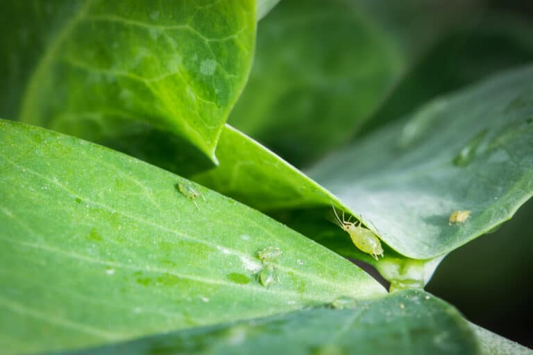 7 Common Houseplant Pests: Warning Signs, Treatments, & More | Just ...