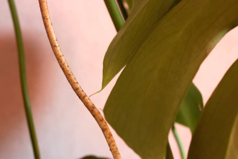 Monstera Aerial Roots: Causes, Solutions, & More | Just Houseplants