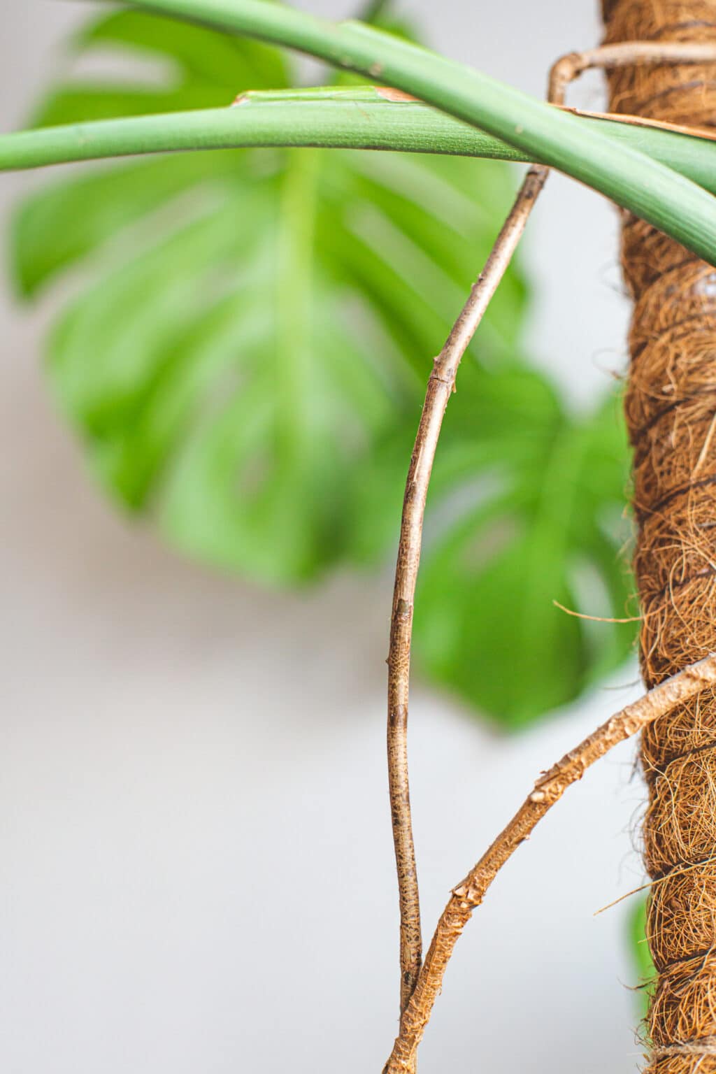 Monstera Aerial Roots: Causes, Solutions, & More | Just Houseplants