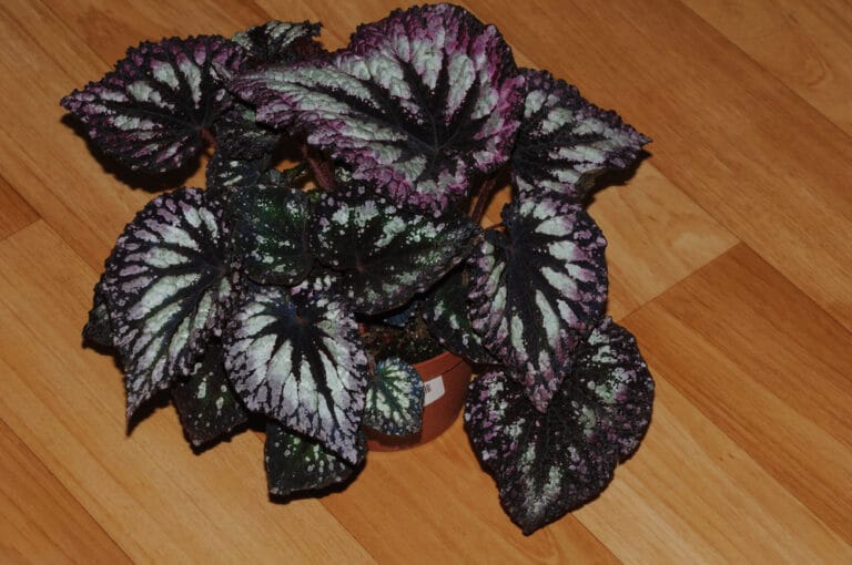 Rex Begonia Care Guide | Just Houseplants