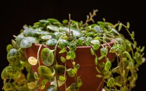 String of Turtles Care Guide (Peperomia Prostrata) | Just Houseplants