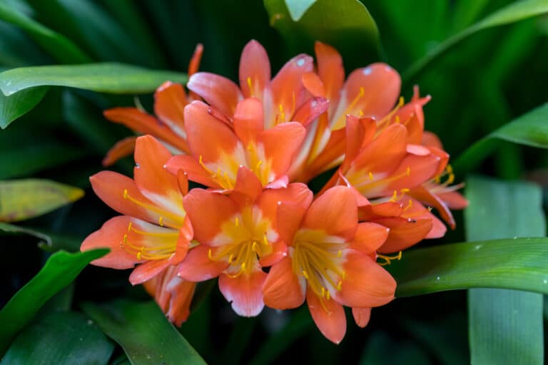 A-Z List of Common Houseplants (With Pictures) | Just Houseplants