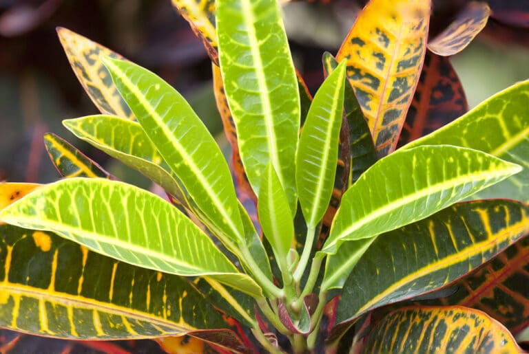 A-Z List of Common Houseplants (With Pictures) | Just Houseplants