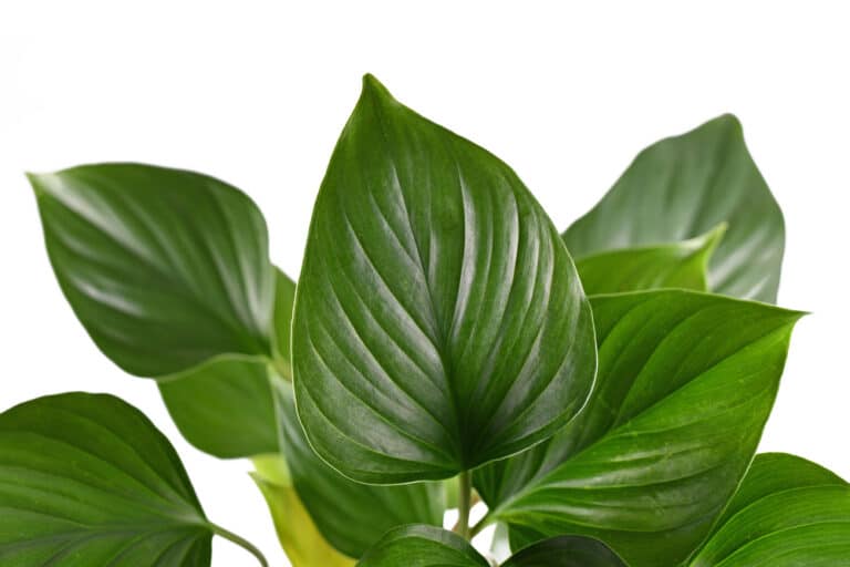 A-Z List of Common Houseplants (With Pictures) | Just Houseplants