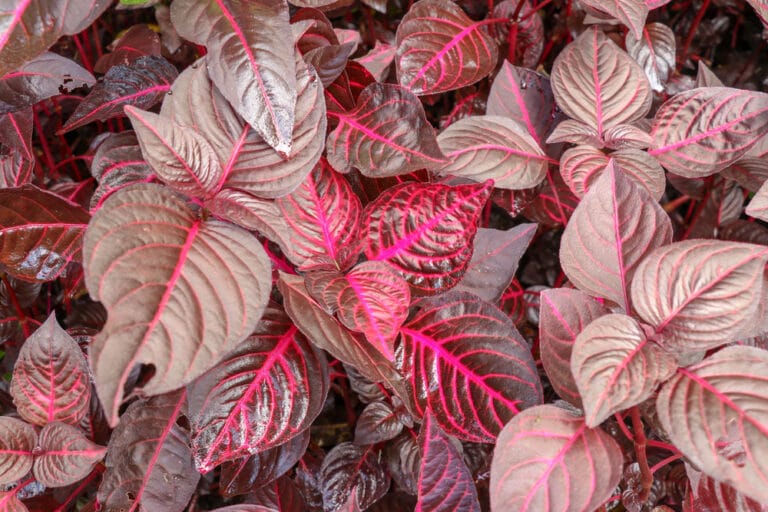 25 Awesome Terrarium Plants (With Pictures) | Just Houseplants