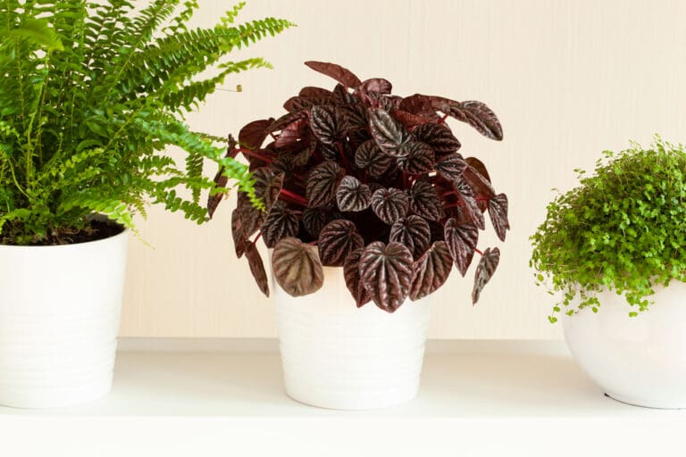 A-Z List of Common Houseplants (With Pictures) | Just Houseplants