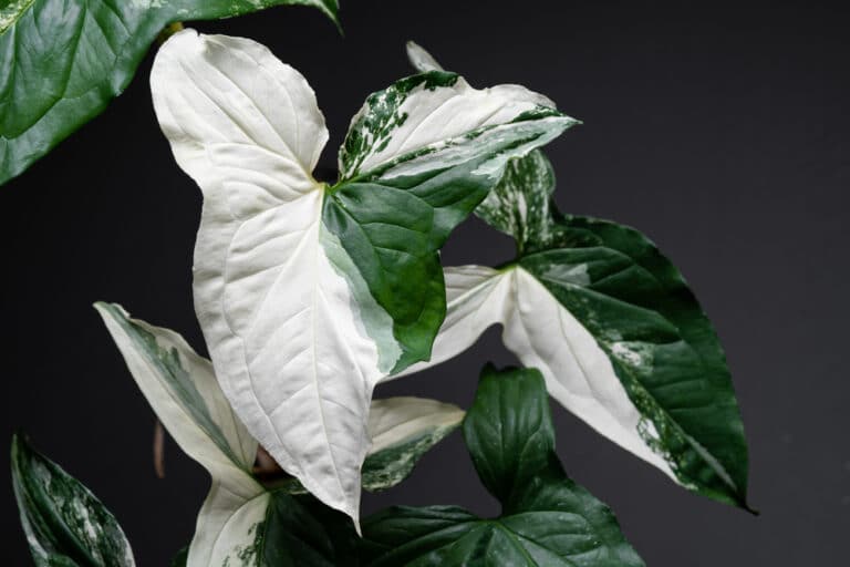 Syngonium Albo Care