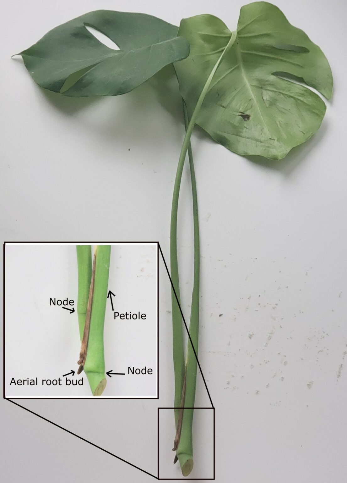 How to Propagate Monstera: Step-by-Step Guide (With Pictures)