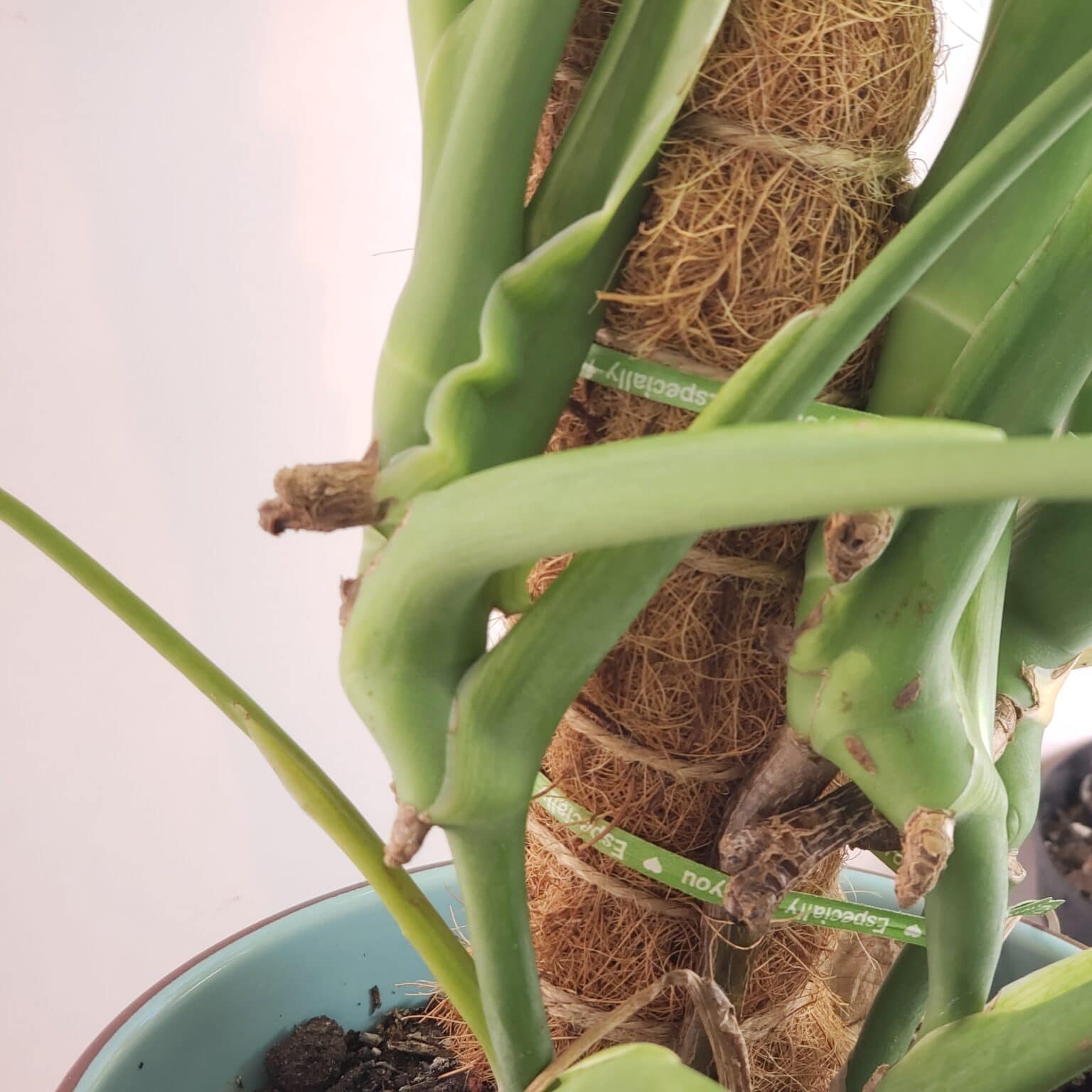 How to Propagate Monstera: Step-by-Step Guide (With Pictures)