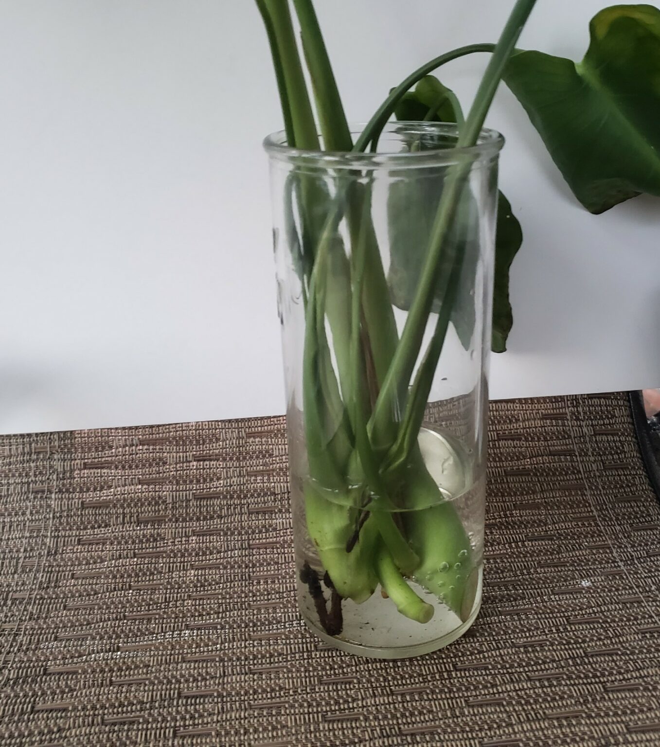 How to Propagate Monstera: Step-by-Step Guide (With Pictures)