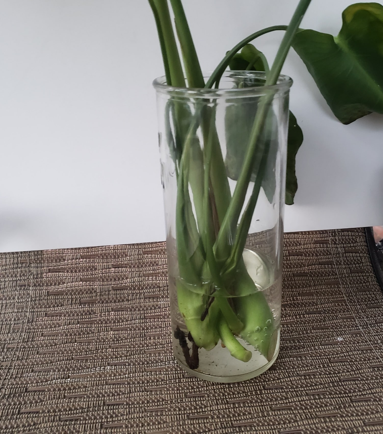 How to Propagate Monstera: Step-by-Step Guide (With Pictures)