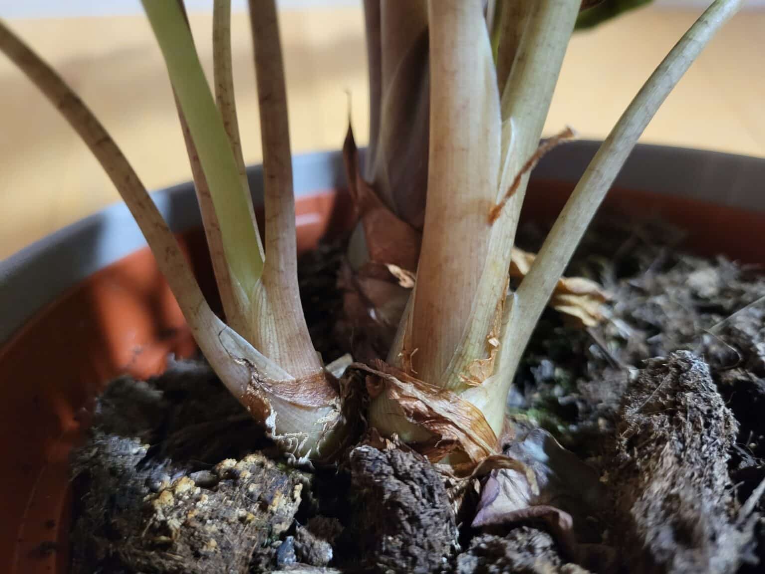How to Propagate Alocasia: Step-By-Step Guide (With Pictures)
