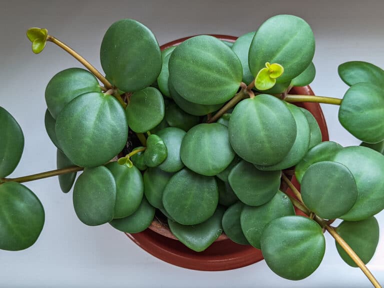 Peperomia Hope Care Guide | Just Houseplants