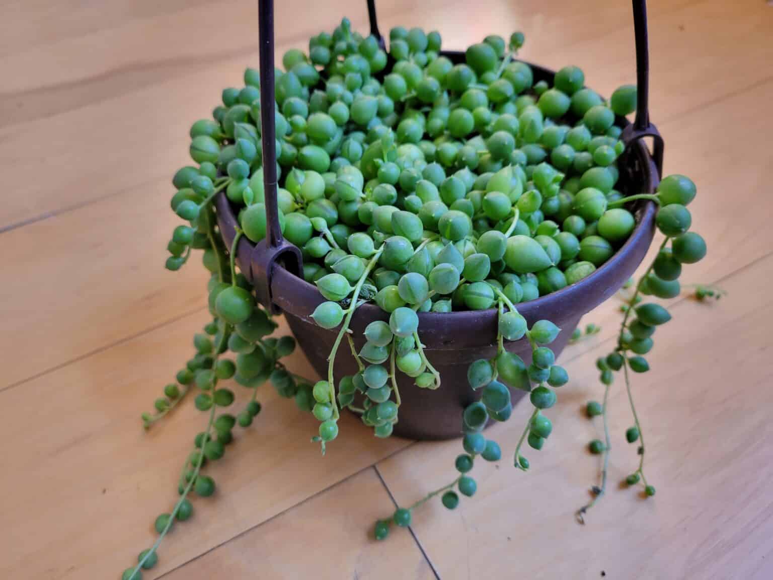 How to Propagate String of Pearls: Step-By-Step Guide (With Pictures)