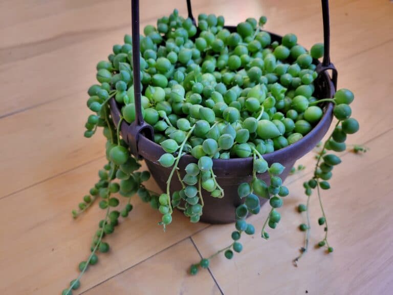 How to Propagate String of Pearls: Step-By-Step Guide (With Pictures)