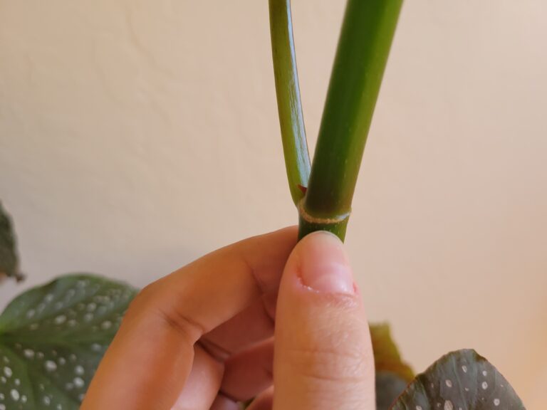 How to Propagate Begonia: Step-By-Step Guide (With Pictures)