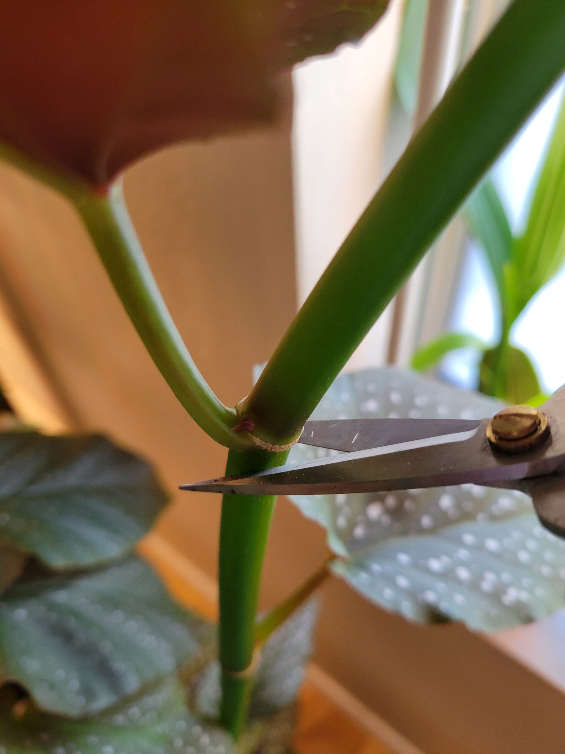 How to Propagate Begonia: Step-By-Step Guide (With Pictures)